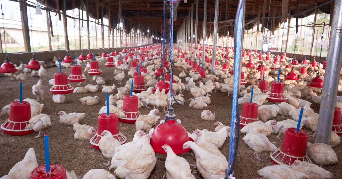 European Council Sets IAQ Standards for Poultry Farmers – CO2 Meter